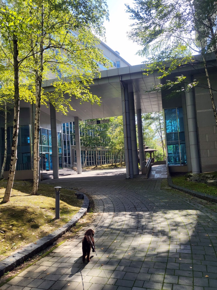 정선 하이원 리조트 애견동반 힐콘도 힐펫룸 부대시설 및 내돈내산 숙박 찐 후기 네이버 블로그