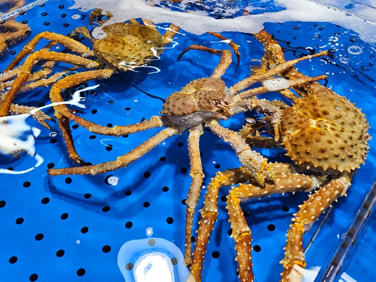 속초 중앙시장 주차장 만석닭강정 술빵 수산시장 대게 속초 시장 먹거리 추천 영업시간 네이버 블로그