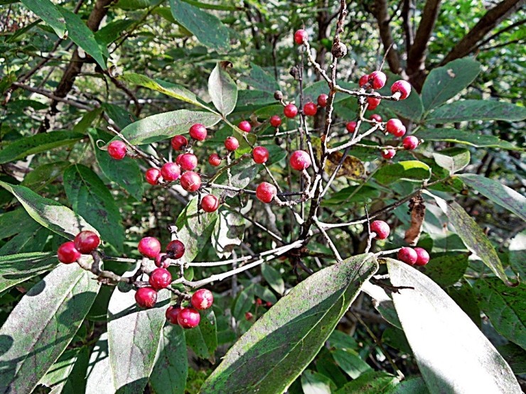 합다리나무(Meliosma pinnata subsp. arnottiana var. oldhamii) : 네이버 블로그
