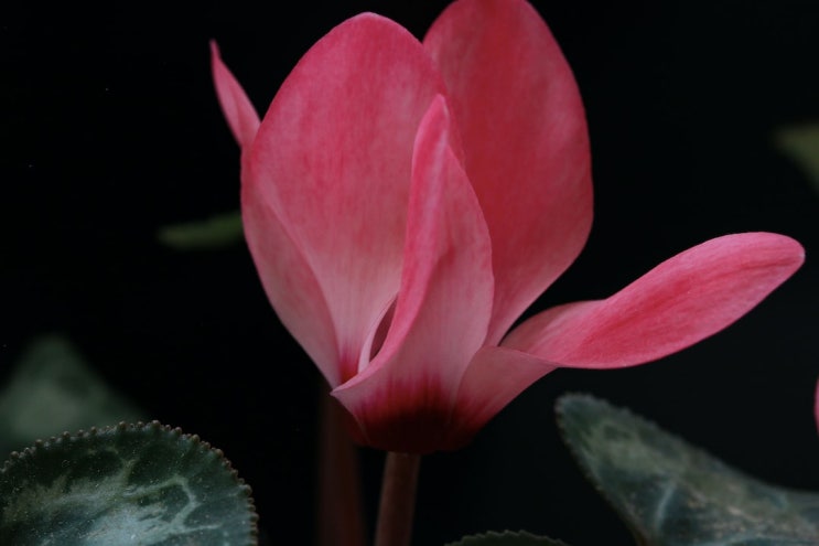 매크로마우스 tinytask 사용법 : 네이버 블로그