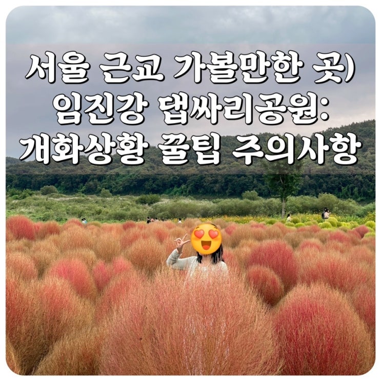 서울 근교 가을 가볼만한 곳 임진강 댑싸리공원 개화상황 관람소요시간 양주나리농원 비교 네이버 블로그