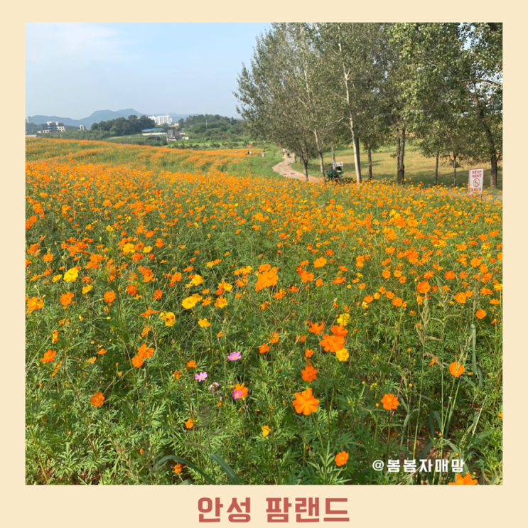 안성 팜랜드 할인 입장권 코스모스 핑크뮬리 경기도 안성 아이랑 가을 꽃축제 가볼만한곳 네이버 블로그
