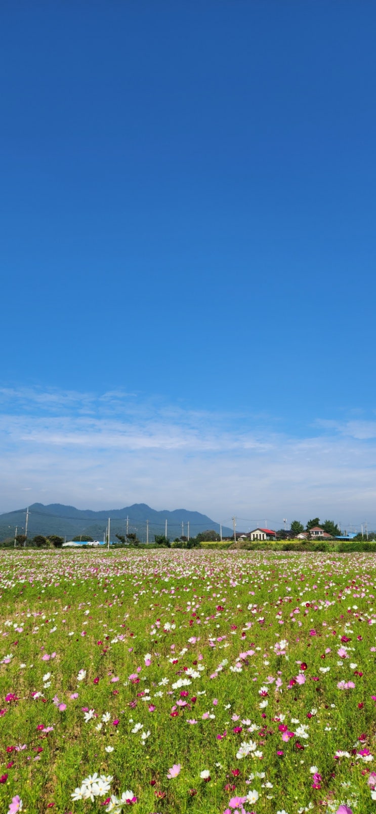 [일상] 2023년 추석 : 네이버 블로그