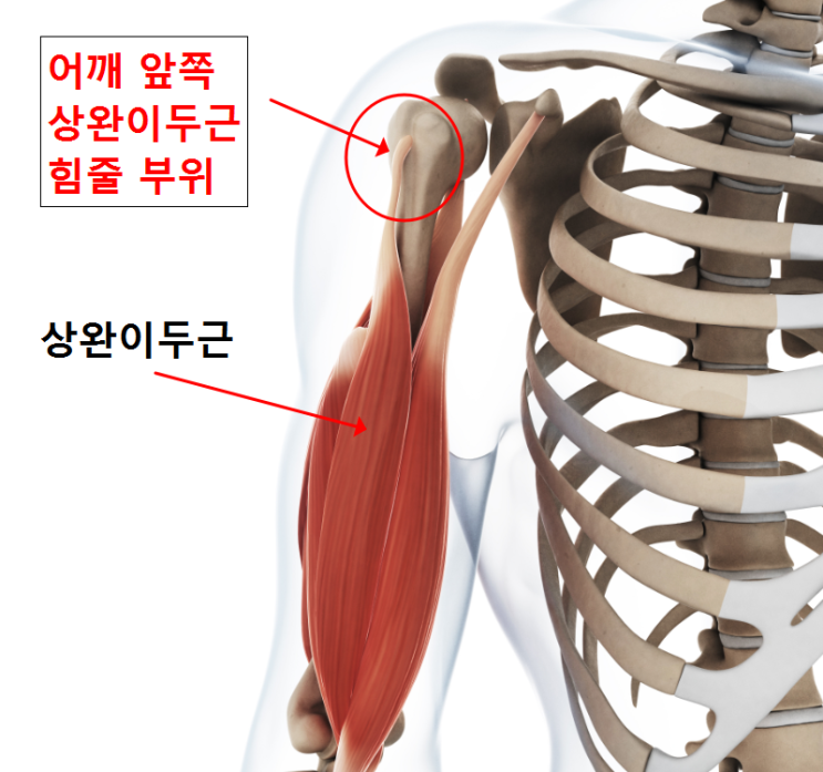 어깨 앞쪽 통증 왜 생길까요 네이버 블로그