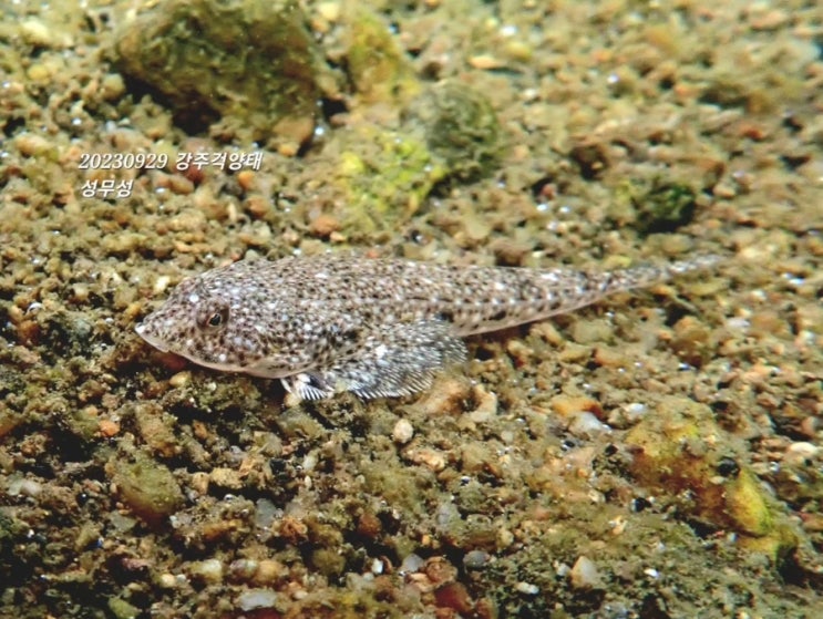 20230929 강주걱양태 Repomucenus olidus : 네이버 블로그