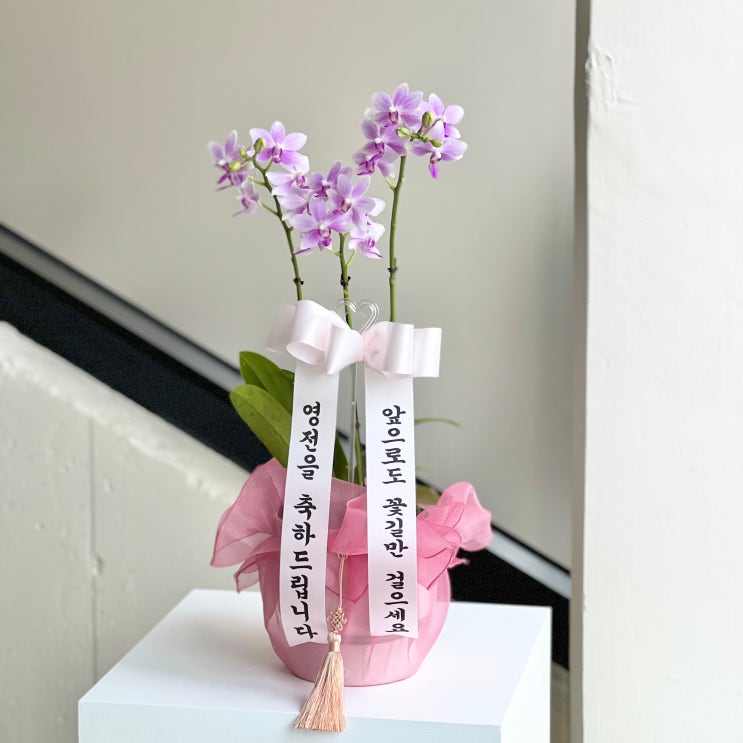 광주인사이동 광주승진화분 광주축하화분 꽃말이 좋은 소형 화분 추천 광주남구꽃집 식물가게 피스풀가든 네이버 블로그
