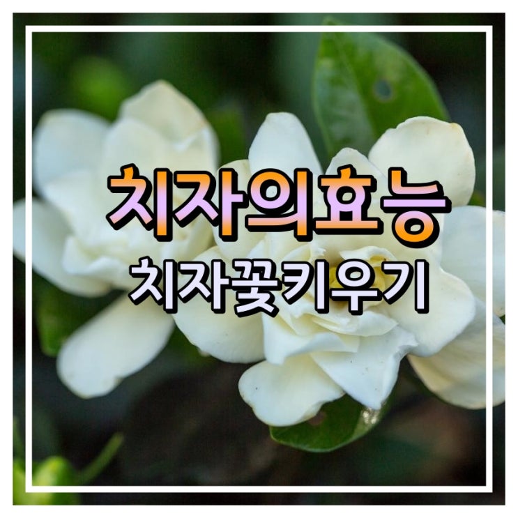 치자꽃and꽃치자 차이점열매 효능 치자나무 키우기치자의 효능 10가지 네이버 블로그