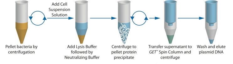 Plasmid DNA purification 원리 및 실험 방법 : 네이버 블로그