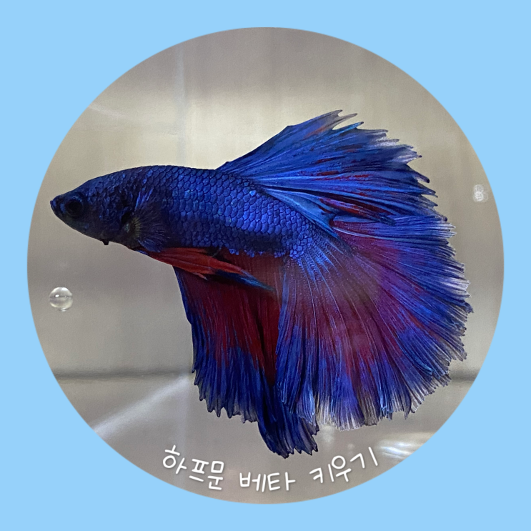 하프문 베타 물고기 키우기 준비물 Tip 네이버 블로그