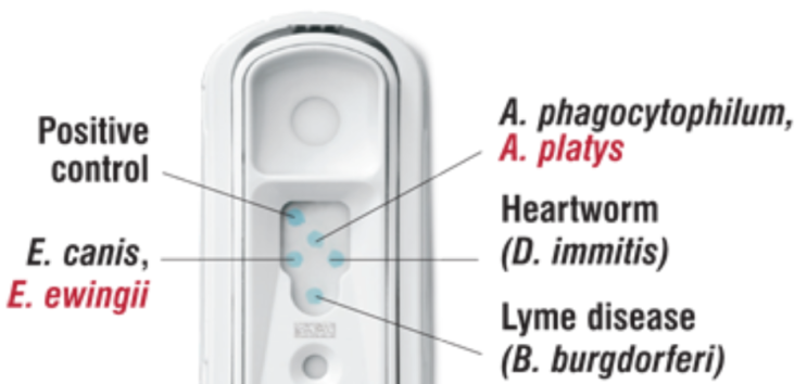 IDEXX 4DX plus SNAP 키트 검사. : 네이버 블로그