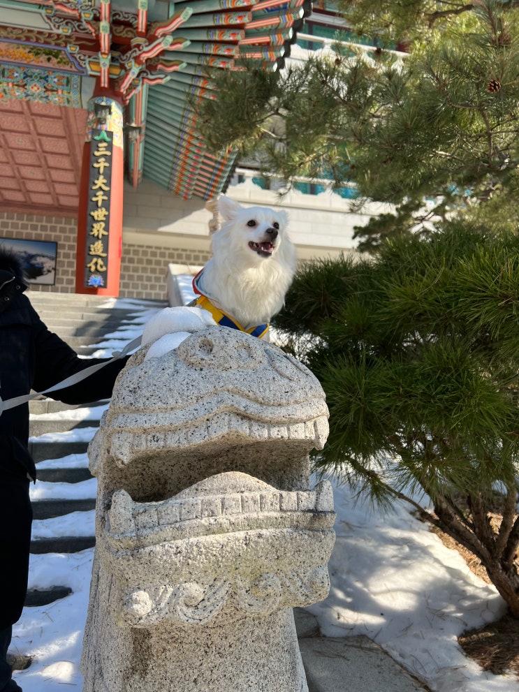 애견동반 단양여행 당일치기코스 소백산구인사 단양시장 도담상봉 네이버 블로그