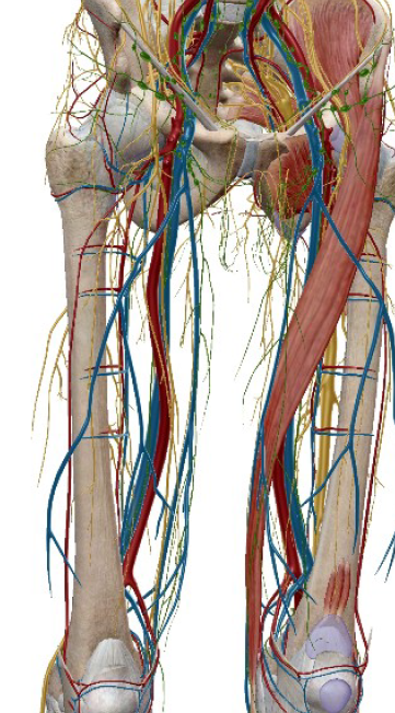 봉공근(sartorius)해부학, 무릎통증, 봉공근마사지!! : 네이버 블로그