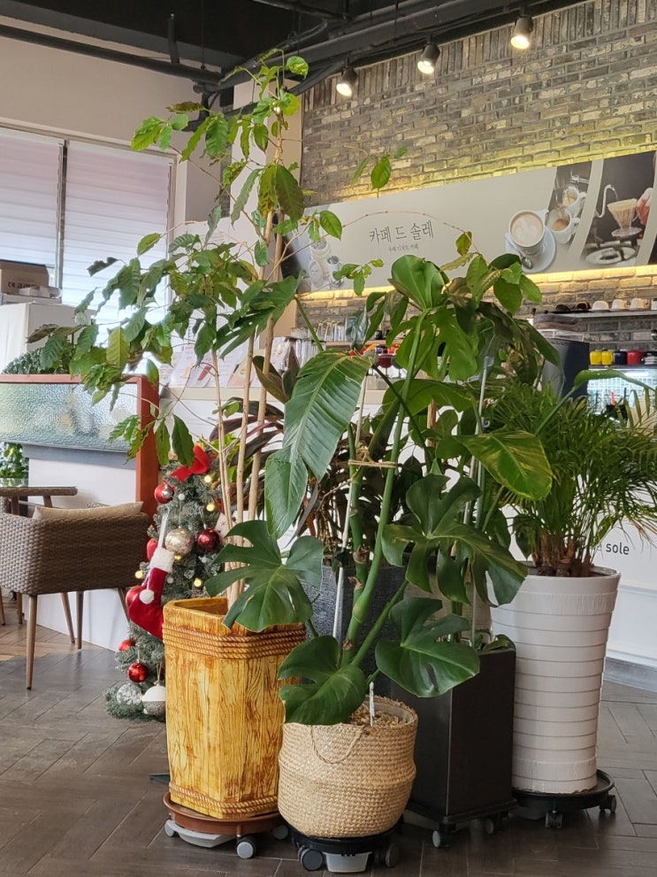 전주 신시가지 분위기 좋은 카페 _ 카페 드 솔레 : 네이버 블로그