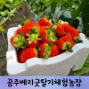 세종 공주 설향이 맛있는 베리굿 딸기 체험농장 네이버 블로그