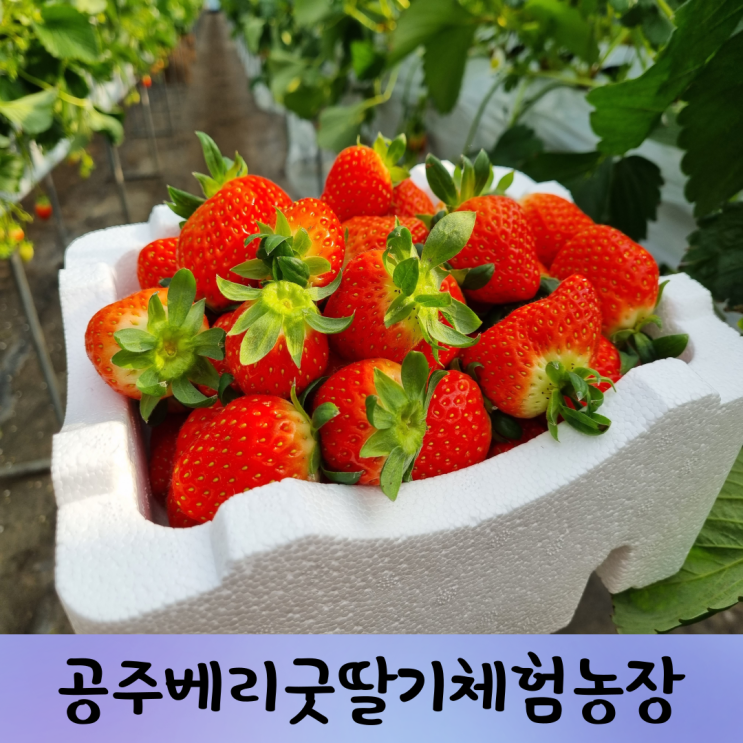 세종 공주 설향이 맛있는 베리굿 딸기 체험농장 네이버 블로그