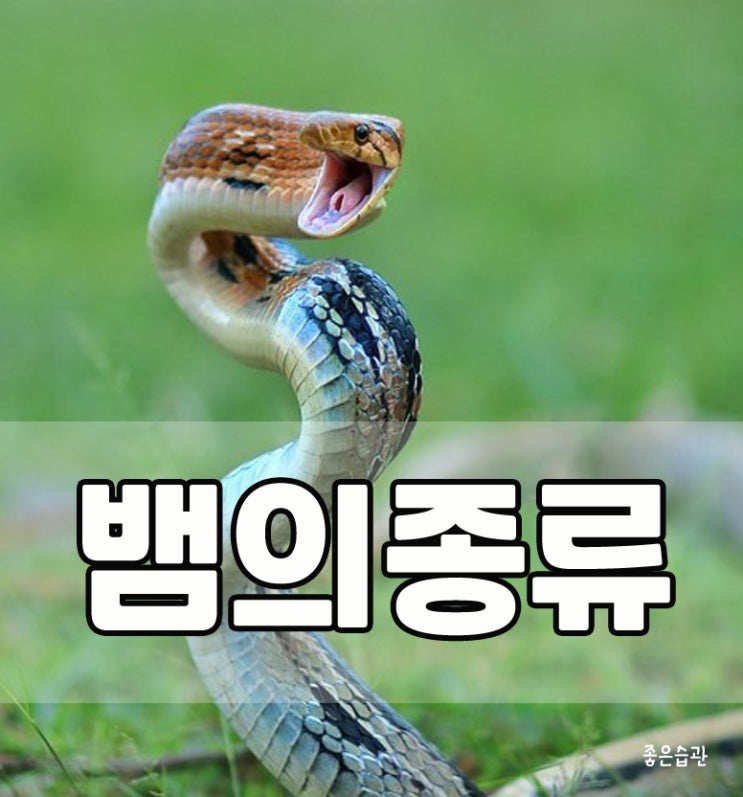 뱀종류와 특징 독사 독뱀 구분하는 방법까지 : 네이버 블로그