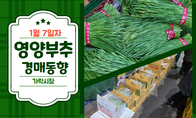 경매사 일일보고 1월 7일자 가락시장 영양부추 경매동향을 살펴보겠습니다 네이버 블로그