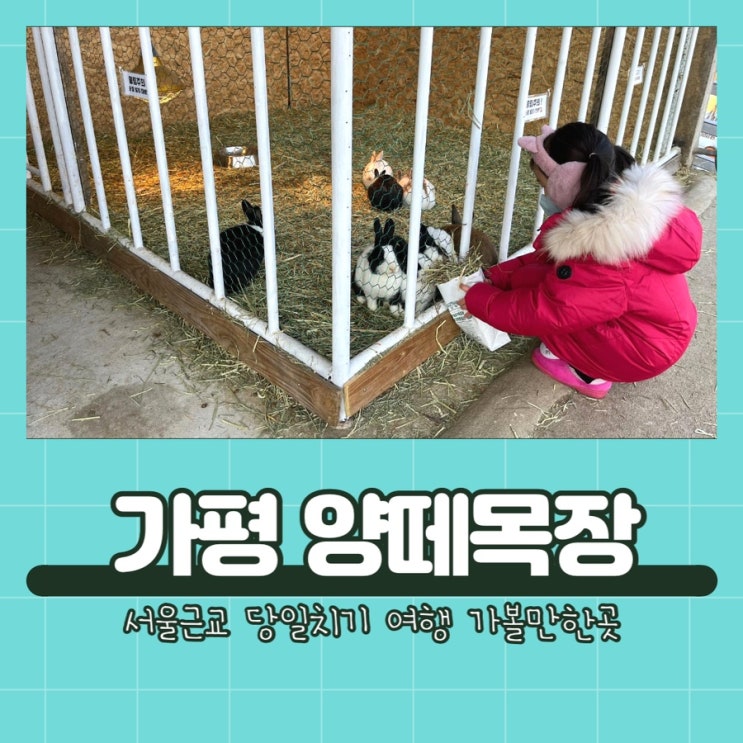 경기도 가평 당일치기 여행 양떼목장 And 카페 볼거리 서울근교 데이트 코스 네이버 블로그