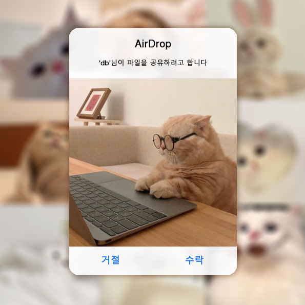 [인스타그램 카톡 프사 모음] 귀여운 고양이 공유 네이버 블로그