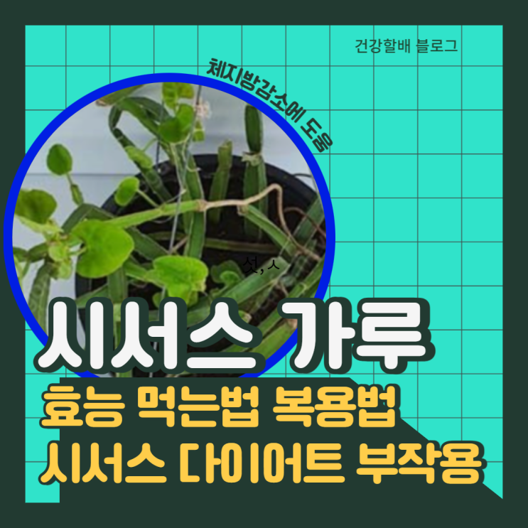 시서스 가루 효능 먹는 법 복용법 시서스 다이어트 부작용 네이버 블로그
