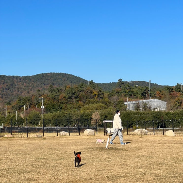 울산애견카페 천연잔디 대형 운동장 레스트펫 바베큐가든도 가능한 곳 네이버 블로그