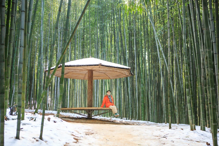 전남 광주 근교 가볼만한곳 담양 죽녹원, 관방제림 겨울 여행지 : 네이버 블로그