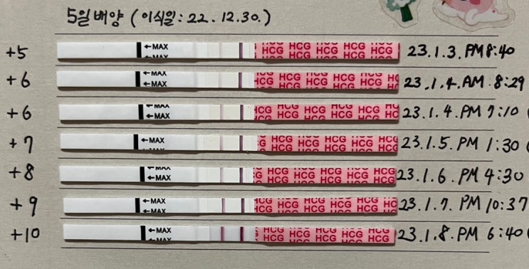 시험관 동결 5일배아 5일배양 임테기 비교5일배양 5일차6일차7일차8일차9일차10일차 기록 네이버 블로그