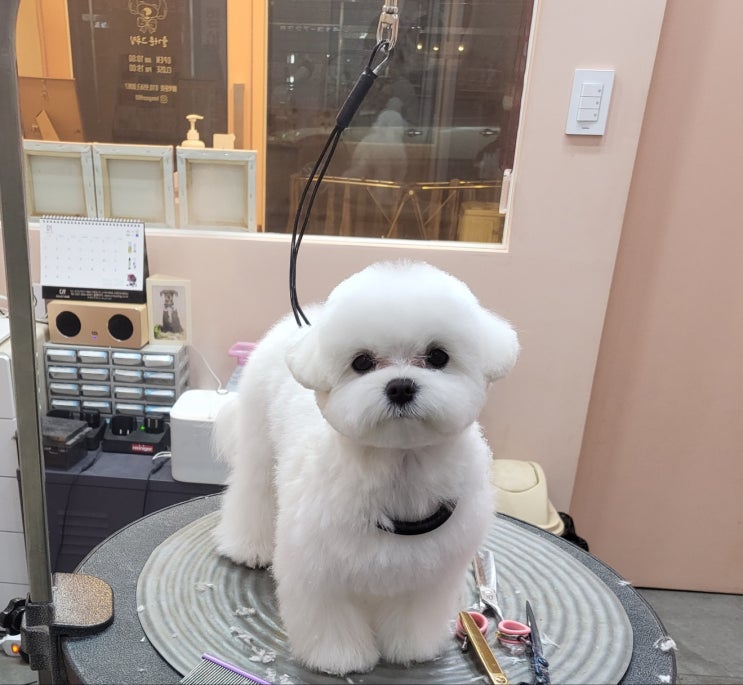 송파애견미용 삼전동애견미용 잠실애견미용 석촌고분애견미용 석촌동애견미용 문정동애견미용 장지동애견미용 가락동애견미용 석촌애견미용