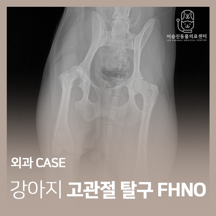 다리를 밟힌 후 다리를 절기 시작한 강아지, 강아지 고관절 탈구, 강아지 수술, 강아지 FHNO, 강아지 대퇴골두절단술(FHNO ...