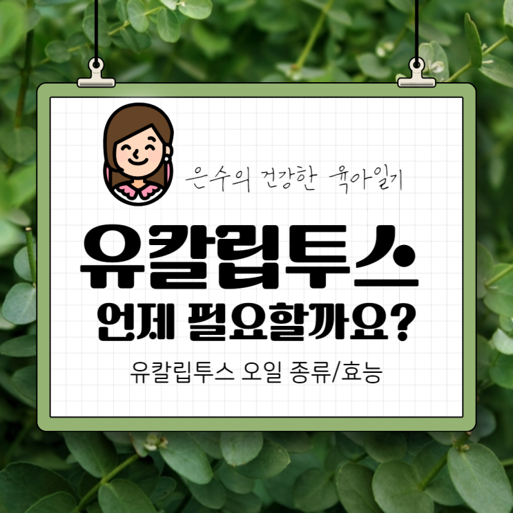 청량한 유칼립투스 에센셜 오일 효능과 사용법 알아봐요 네이버 블로그