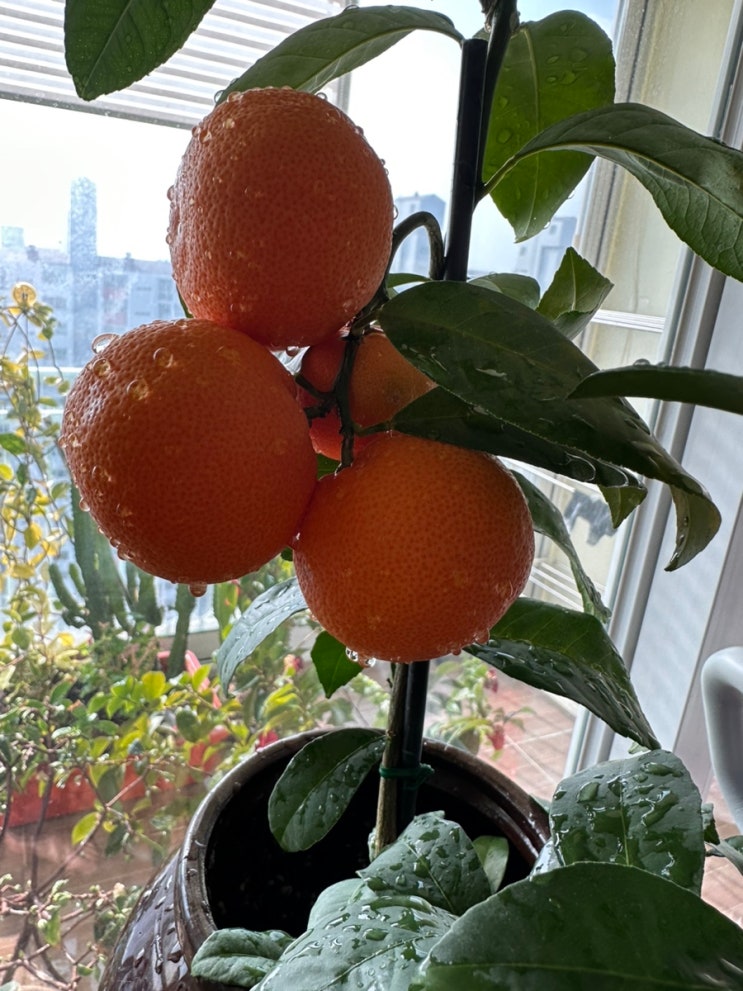 수확해야할듯 ! : 네이버 블로그