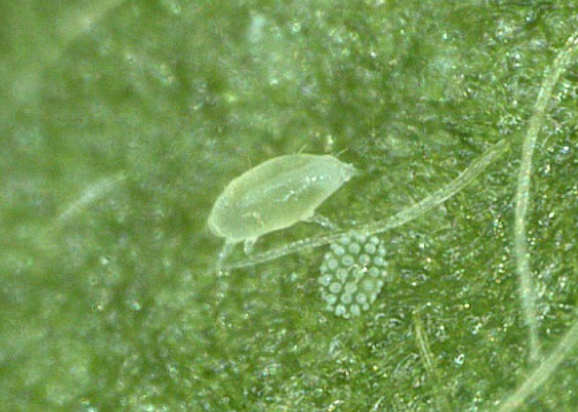 응애[mite]의 종류 : 네이버 블로그