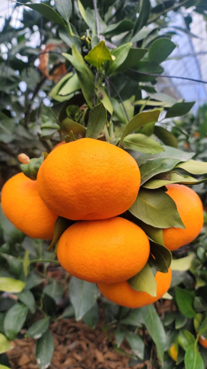 [아열대 과일] '레드향' 수확과정 'KBS1뉴스' 방영 : 네이버 블로그