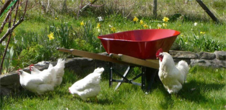 [해석, 분석 및 감상평] The Red Wheelbarrow - William Carlos Williams : 네이버 블로그