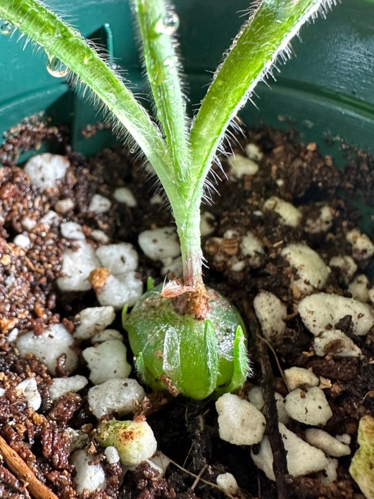 오니소갈룸 히스피덤 Ornithogalum hispidum 자구 출산중 : 네이버 블로그