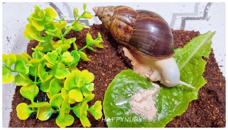 아프리카 왕 달팽이 백와달팽이 키우기 수명 금와 달팽이 먹이 주기 네이버 블로그