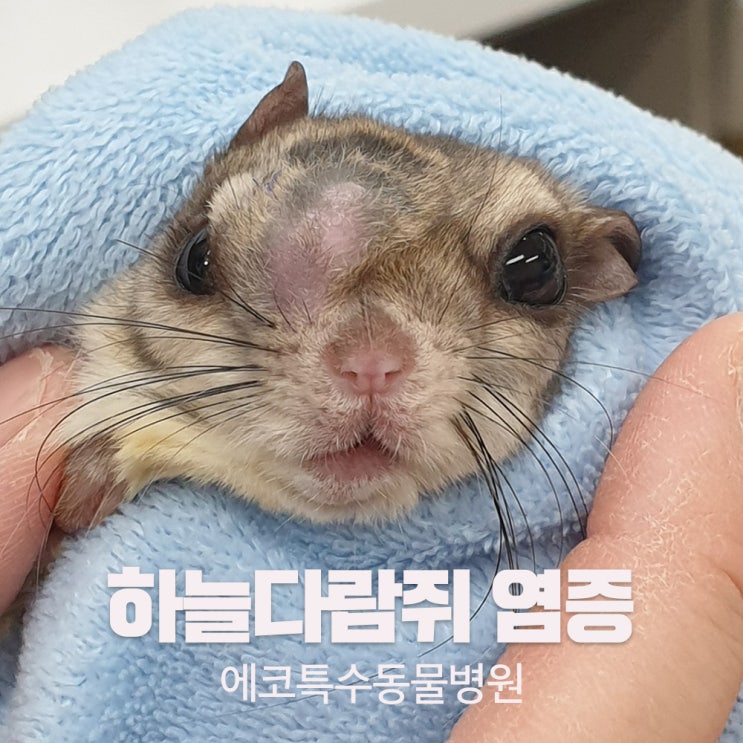 하늘다람쥐 키우기 하늘다람쥐 치아뿌리 염증 미세수술 후기 네이버 블로그