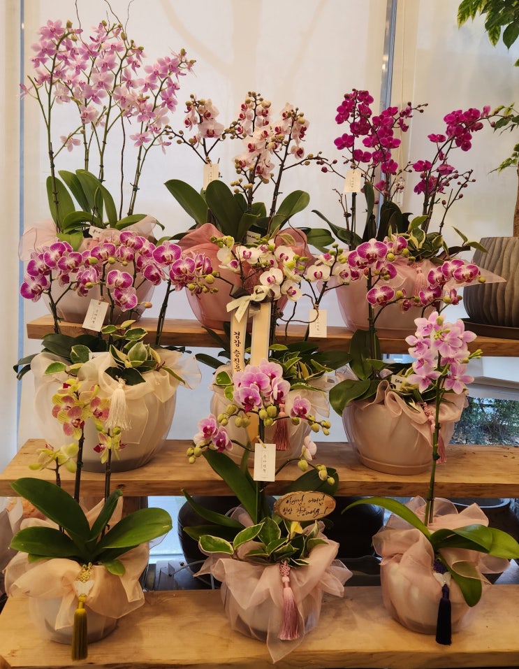 부산 동래 동래역 온천동 사직동 해운대 꽃집 설 명절 마음을 담아 부모님께 꽃 선물하기 좋은 수야난원의 보자기 호접란호접난