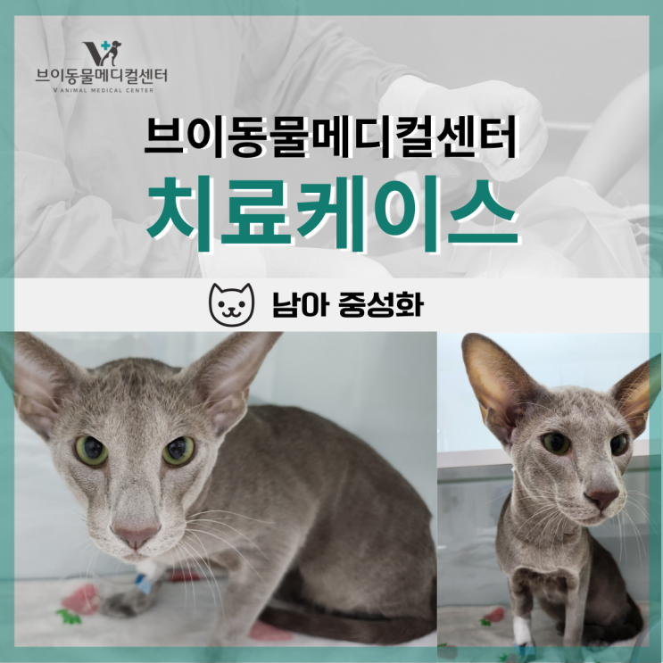 남아 고양이 중성화 수술ㅣ제주중성화수술잘하는곳 제주고양이중성화 네이버 블로그