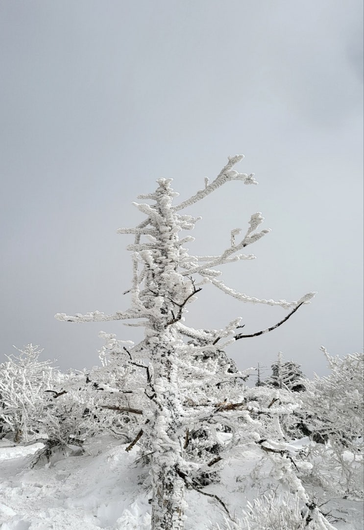 [국제혼인] 한국인과 캄보디아인이 캄보디아에서의 혼인하는 경우 : 네이버 블로그