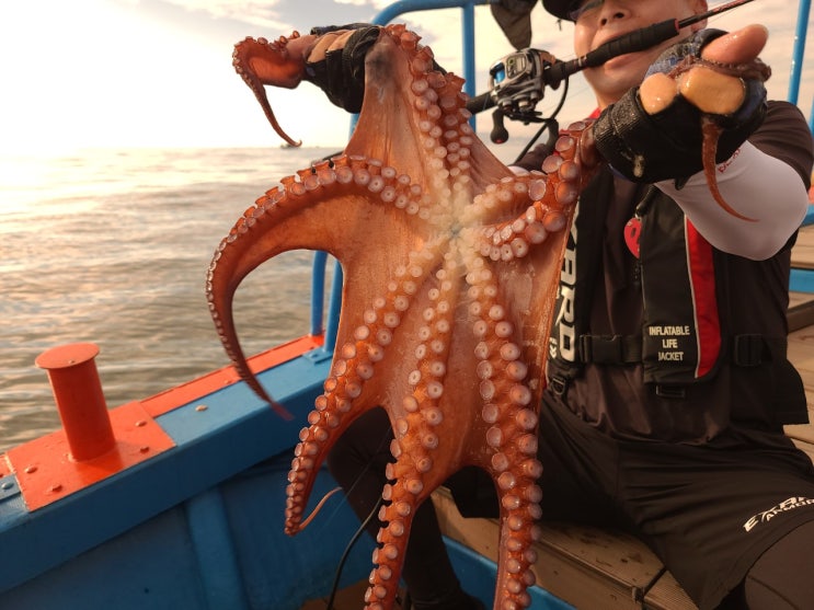 강릉 문어낚시 - 사천항 앞바다의 문어 이야기! : 네이버 블로그