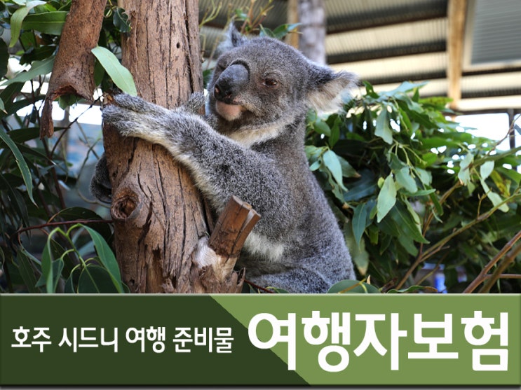 호주 시드니 여행 해외 여행자보험 어플 필수 준비물 토글 네이버 블로그