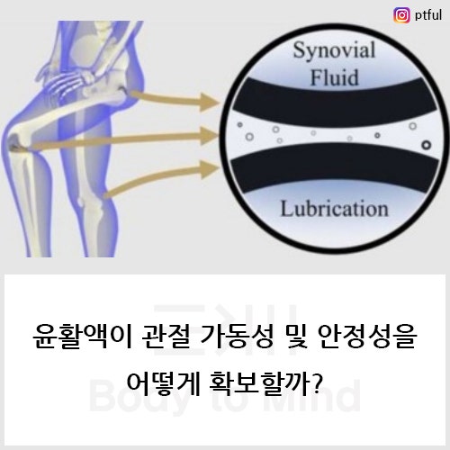 윤활액이 관절 가동성 및 안정성을 어떻게 확보할까 네이버 블로그