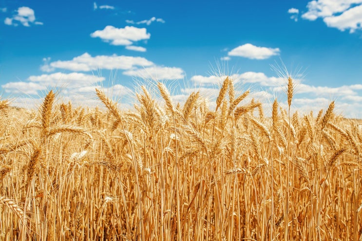 [가뭄 내성 GMO 사례] 세계 첫 하이브리드 벼, HB4® Wheat🌾 : 네이버 블로그