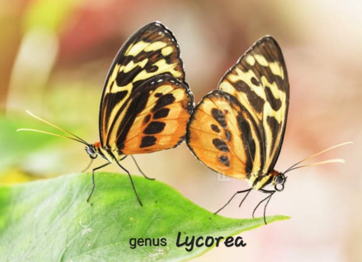 🦋 genus Lycorea : 네이버 블로그