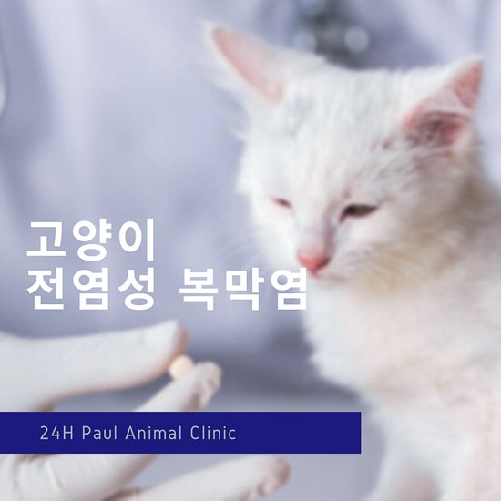 고양이 전염성 복막염fip의 증상과 치료 비용 네이버 블로그