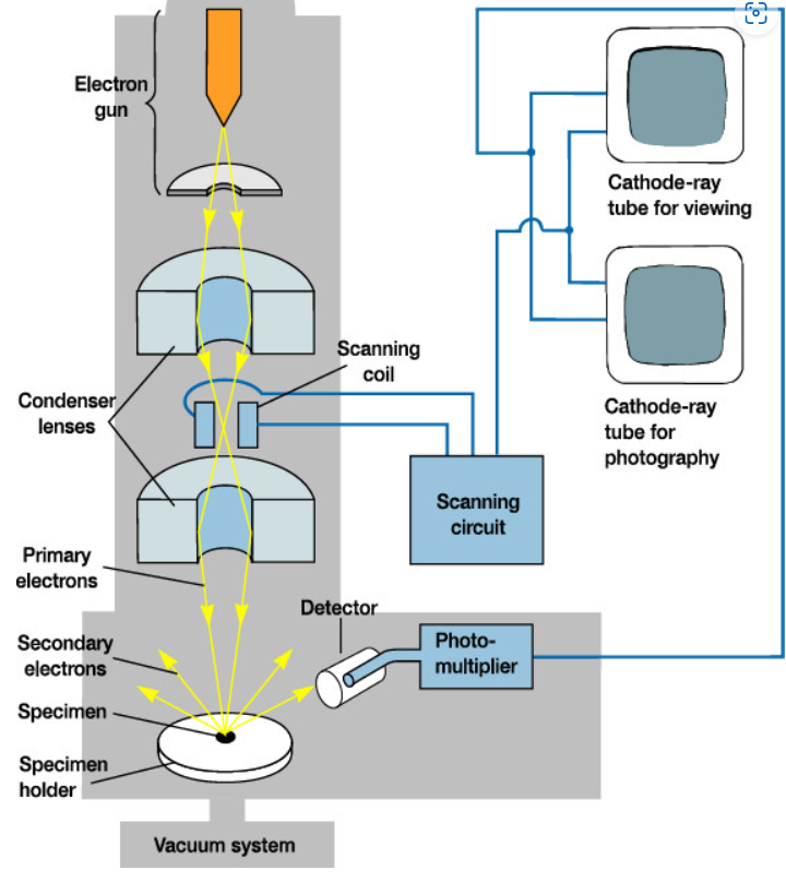 SEM (Scanning Electron Microscope) : 네이버 블로그