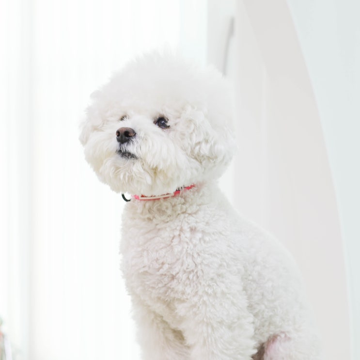 아트박스 품 POOM 몽구를 위한 발렌타인데이 키니키니 목줄 선물했지! : 네이버 블로그