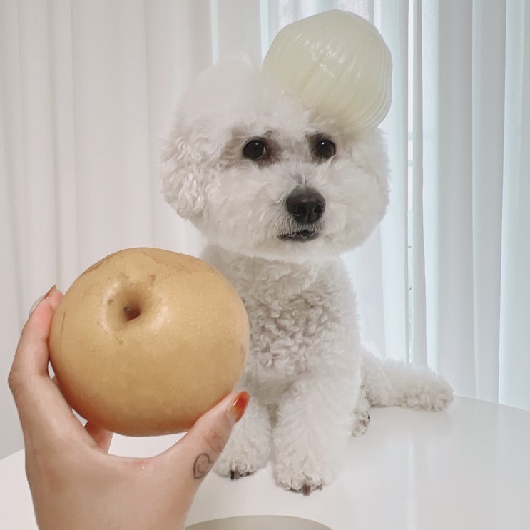 강아지 과일 배 먹어도 되나요? 주의점 여섯가지! : 네이버 블로그