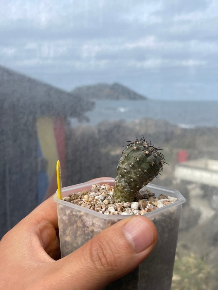 귀신잡는 귀신룡, 코피아 롱기스타미네아 (Copiapoa longistaminea) : 네이버 블로그